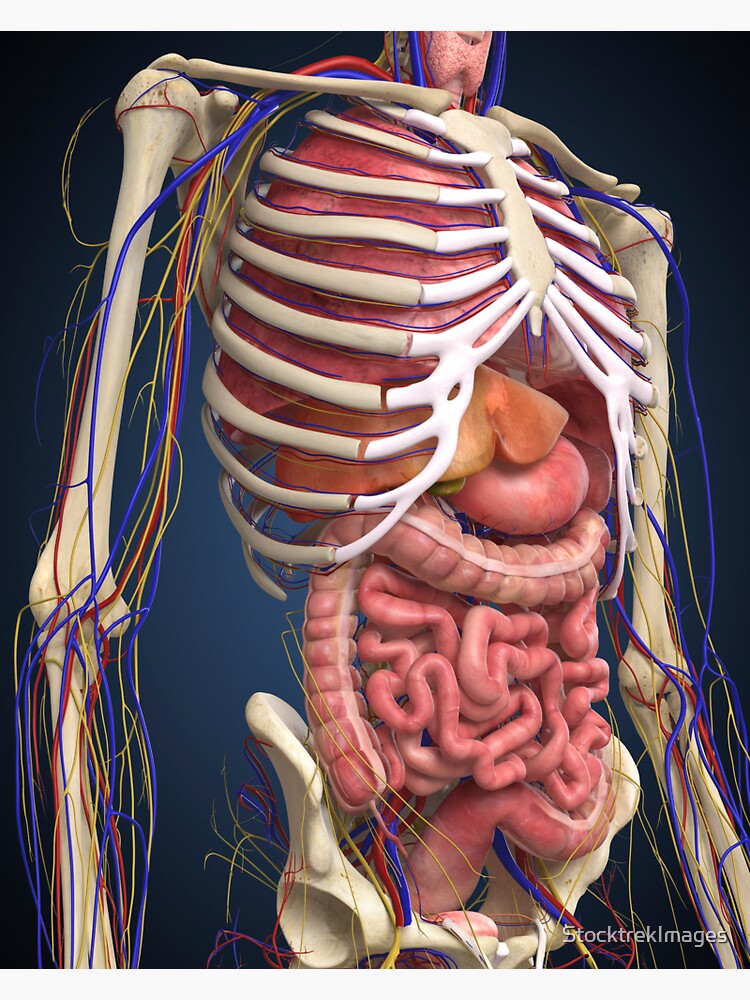 "Human midsection with internal organs." Sticker for Sale by ...