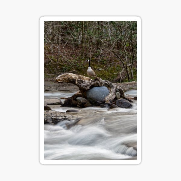 "Canadian Goose" Sticker for Sale by perkinsdesigns | Redbubble