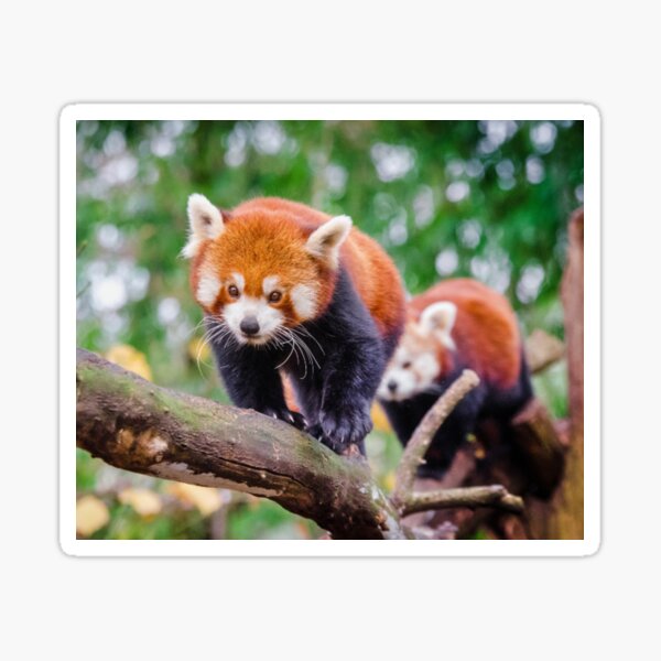 "Red panda's walk on branch" Sticker by MatoArt | Redbubble