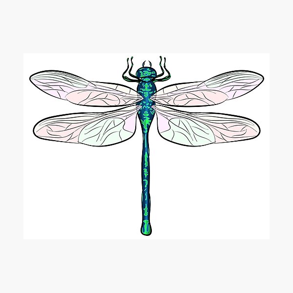 Lámina fotográfica «libélulas - libélula de diferentes colores ...