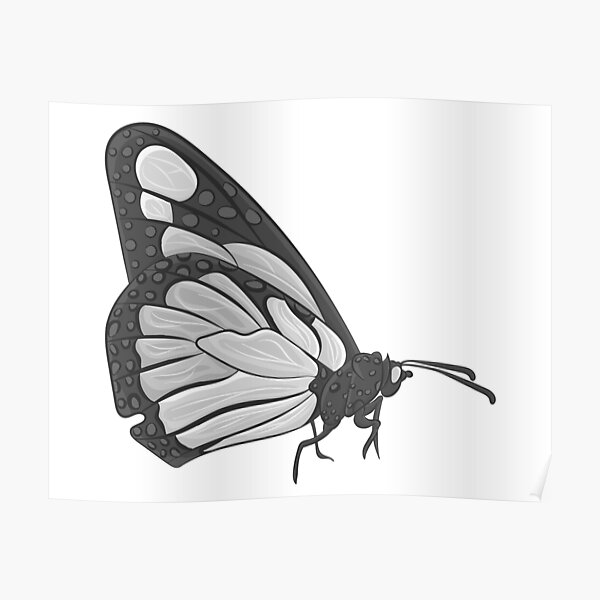 "Black flying butterfly - butterfly collection - insects - beautiful ...