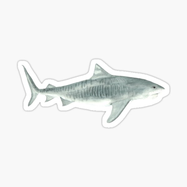 "Tiger Shark" Sticker by naturebylyd | Redbubble