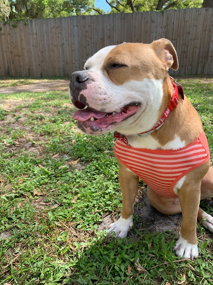 "Chicken Nugget the dog smile" Sticker by BestestFrens | Redbubble