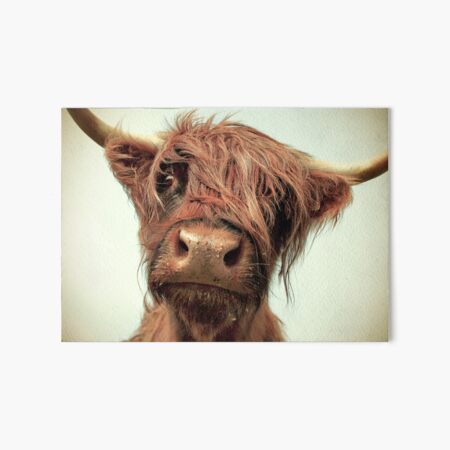 "Hairy Coo" Art Board Print by PaulMAlsop | Redbubble
