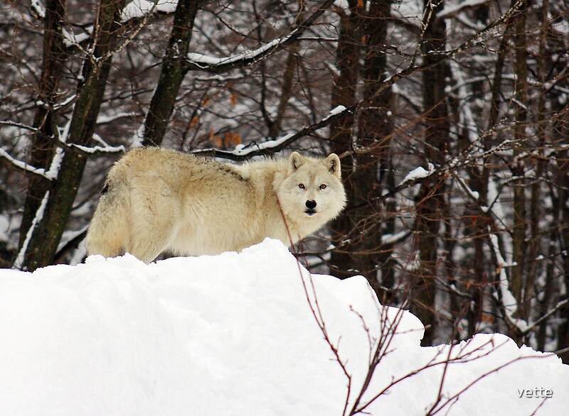 "Arctic Wolf Pondering" by vette | Redbubble