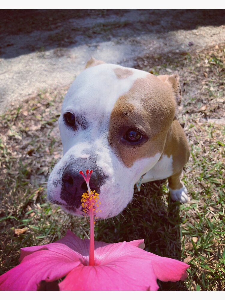 "Chicken nugget the dog with flower " Sticker for Sale by BestestFrens ...