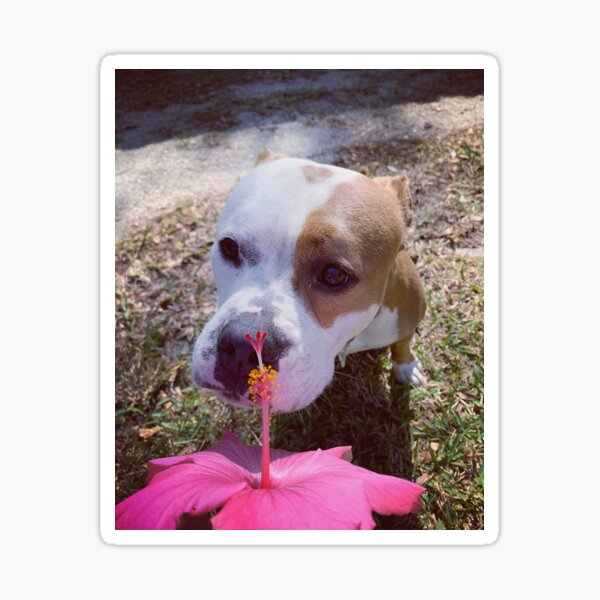 "Chicken nugget the dog with flower " Sticker for Sale by BestestFrens ...