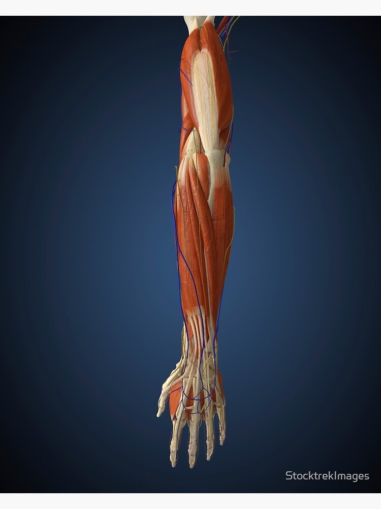 Menschliche Anatomie Muskeln Arm