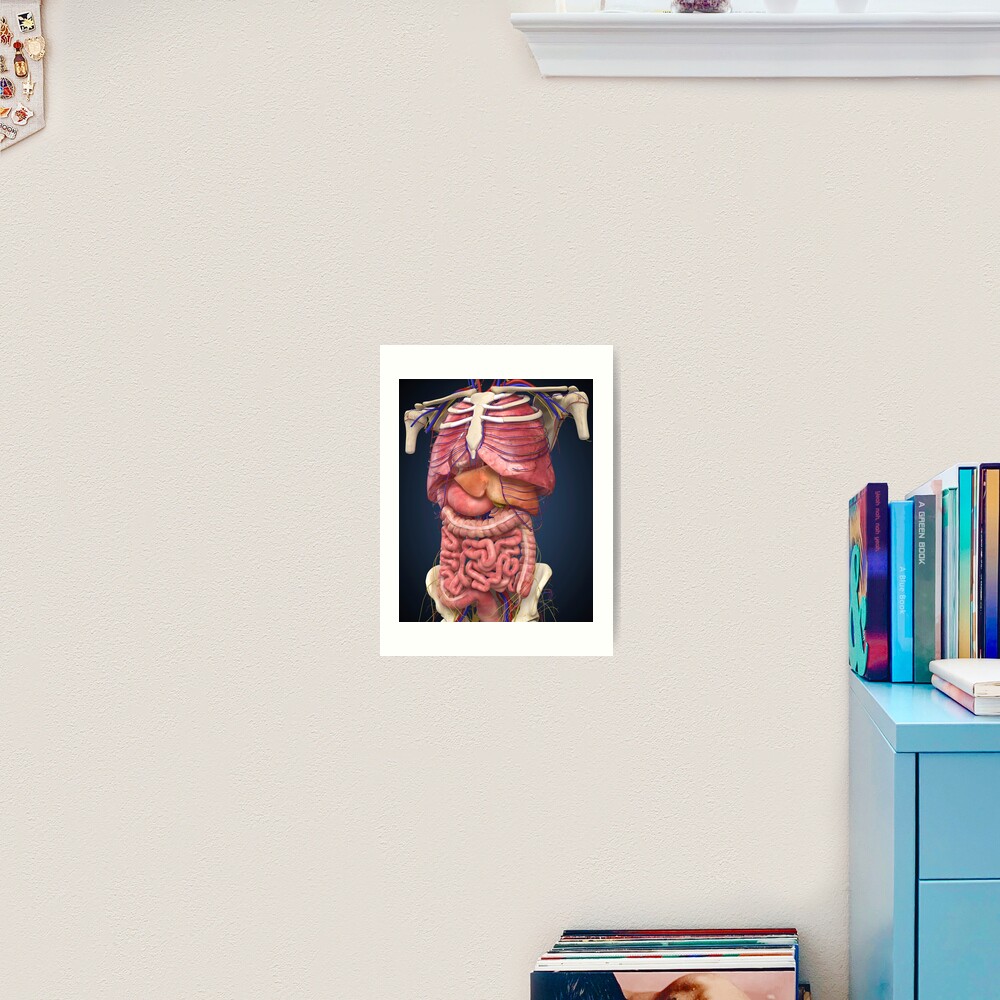 "Midsection view showing internal organs of human body." Poster for ...