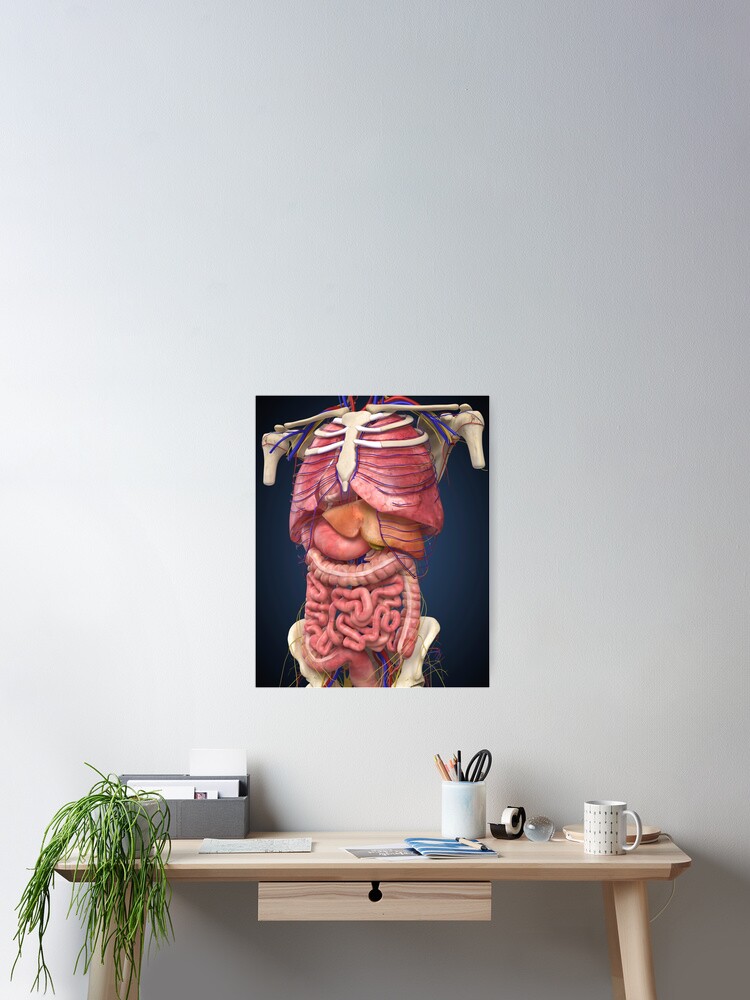 "Midsection view showing internal organs of human body." Poster for ...