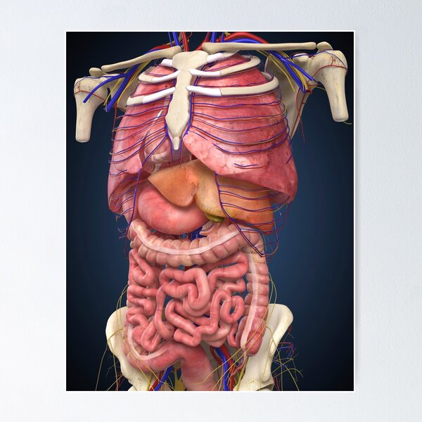 "Midsection view showing internal organs of human body." Poster for ...