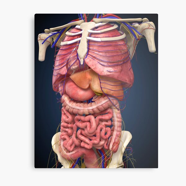 "Midsection view showing internal organs of human body." Metal Print by ...
