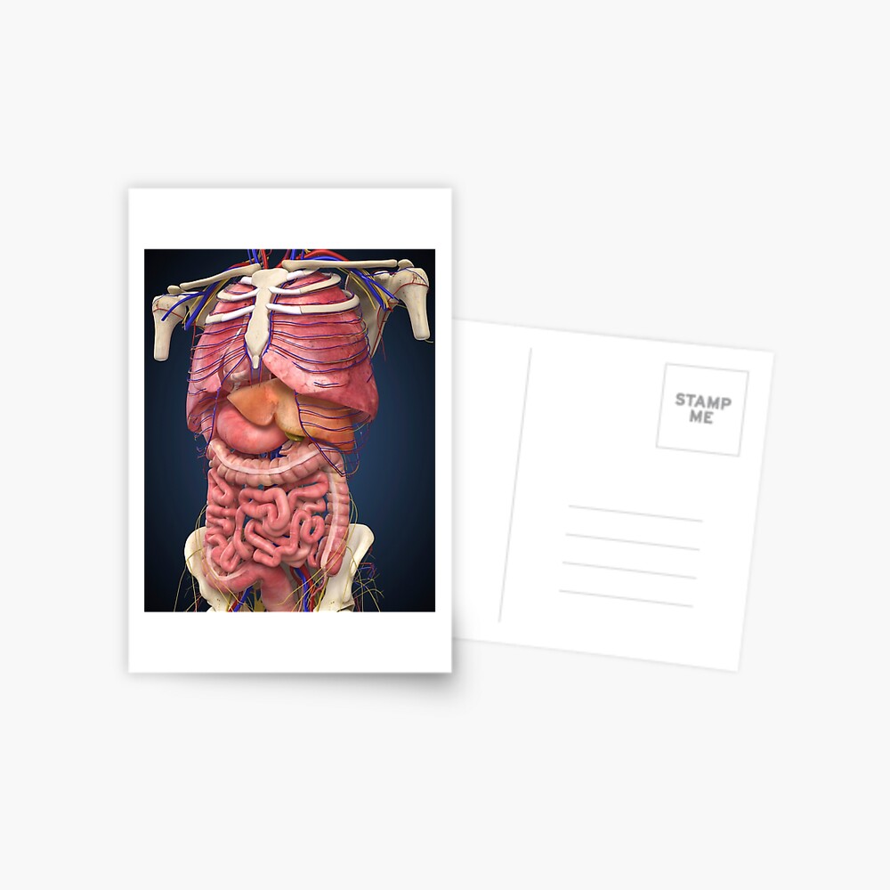 "Midsection view showing internal organs of human body." Poster for ...