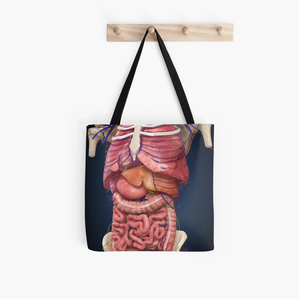 "Midsection view showing internal organs of human body." Poster for ...