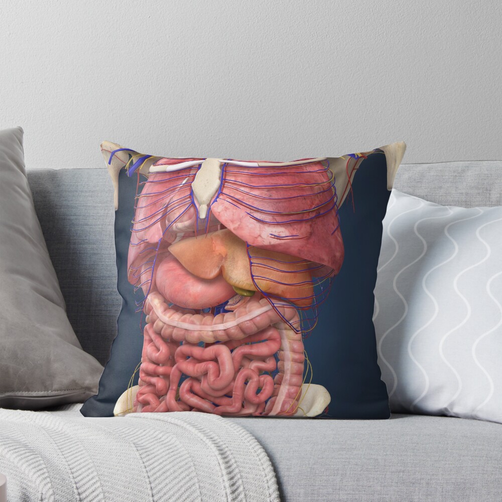 "Midsection view showing internal organs of human body." Poster for ...