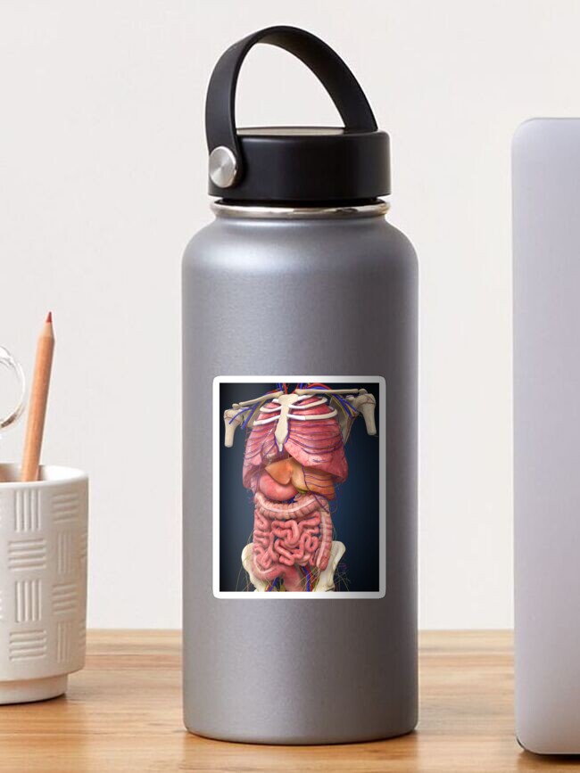 "Midsection view showing internal organs of human body." Sticker for ...