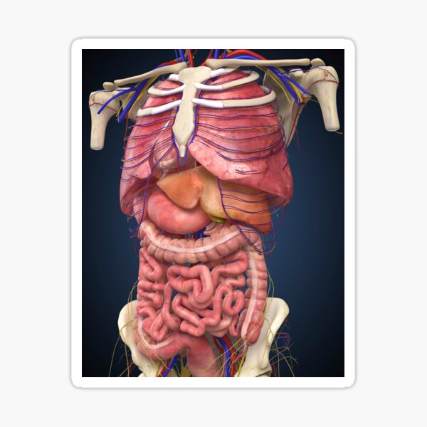 "Midsection view showing internal organs of human body." Sticker for ...