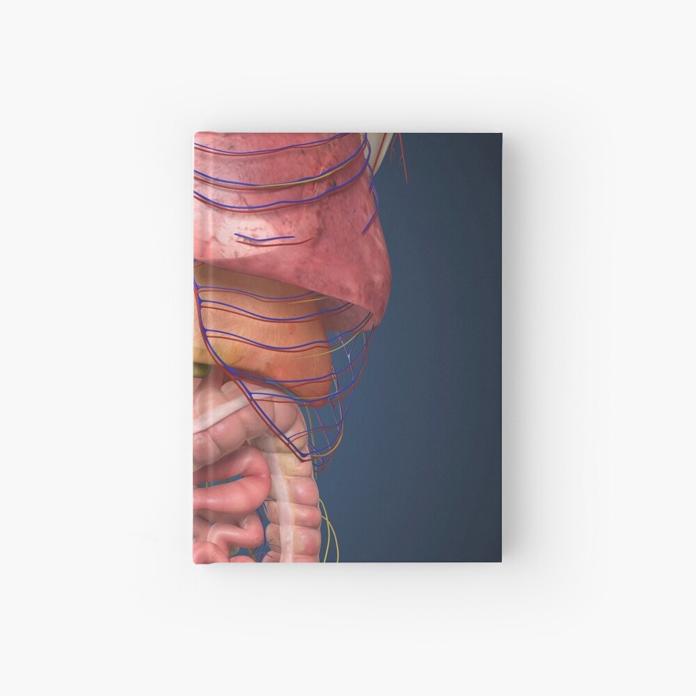 "Midsection view showing internal organs of human body." Sticker for ...