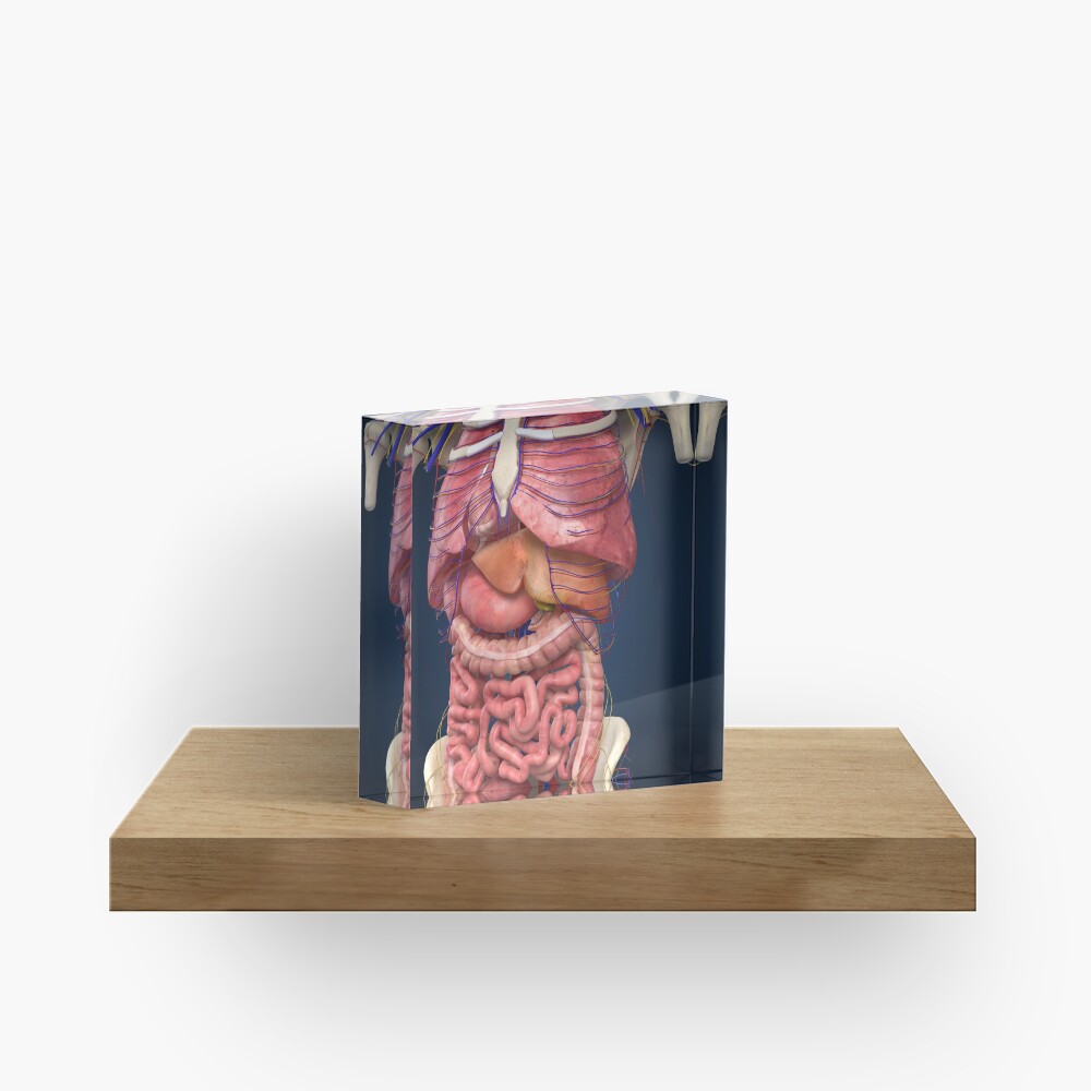 "Midsection view showing internal organs of human body." Sticker for ...