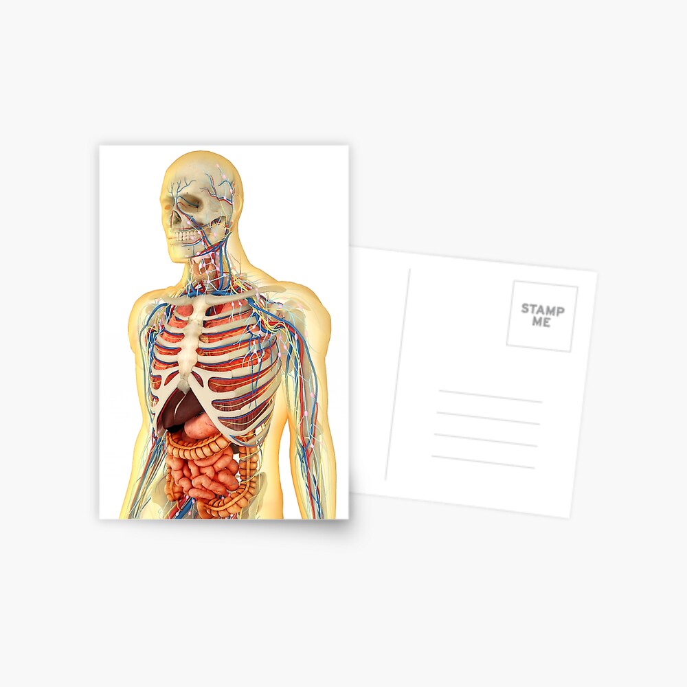 "Human body with internal organs, nervous system, lymphatic system and ...