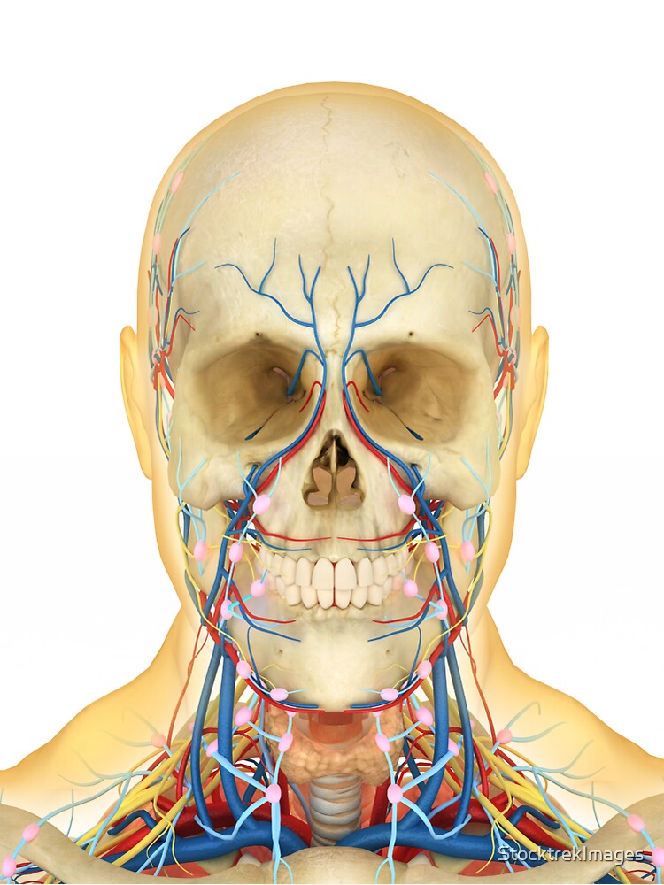 "Human face and neck area with nervous system, lymphatic system and ...