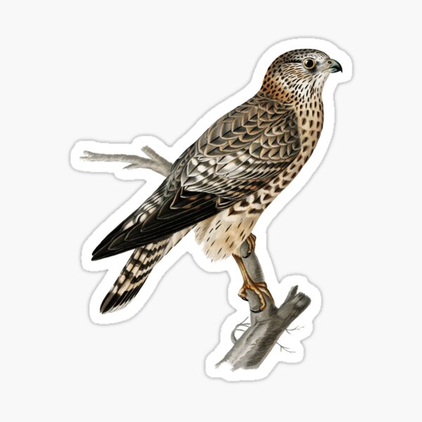 "HAWK" Sticker by Panorama-white | Redbubble