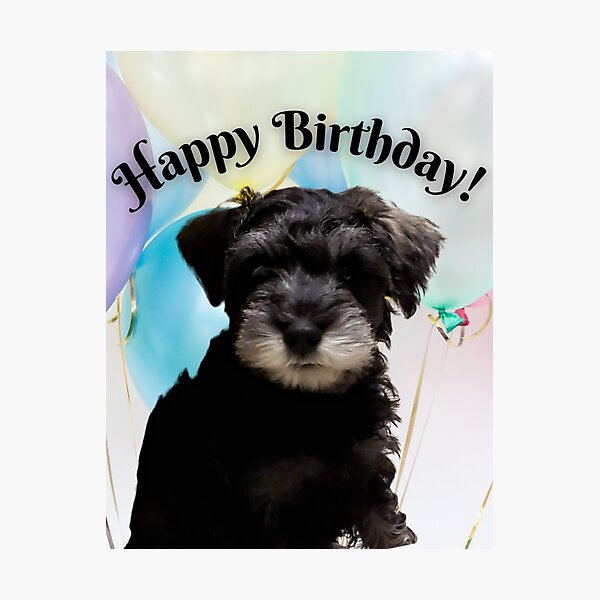 "Happy Birthday! Colorful Pastel Balloons Miniature Schnauzer Mocha Joy ...