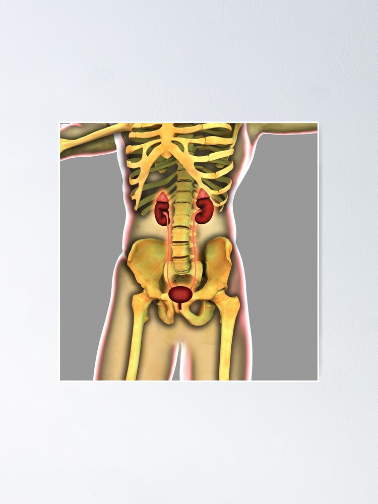 "Human urinary system." Poster by StocktrekImages | Redbubble