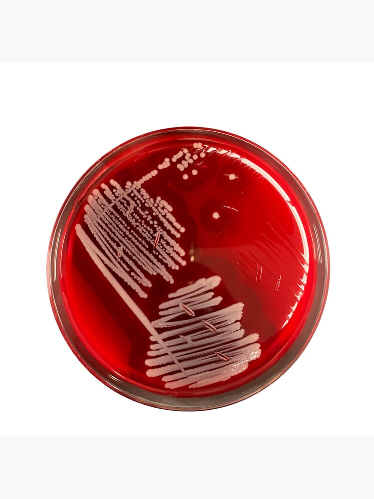 "Staph aureus " Pin for Sale by LaylahsBoutique | Redbubble