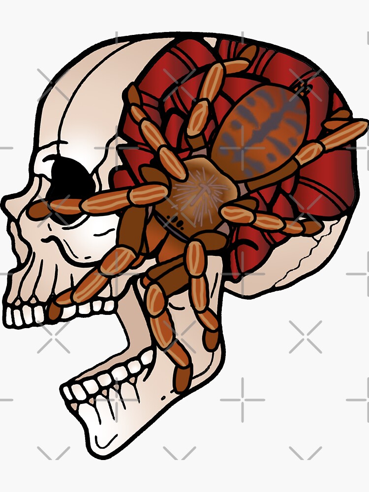 "Phormingochilus Rufus" Sticker by 8-legged-beauty | Redbubble