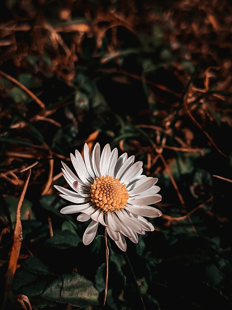 "Cinematic Flower Shot" Poster for Sale by UnlockingDesign | Redbubble