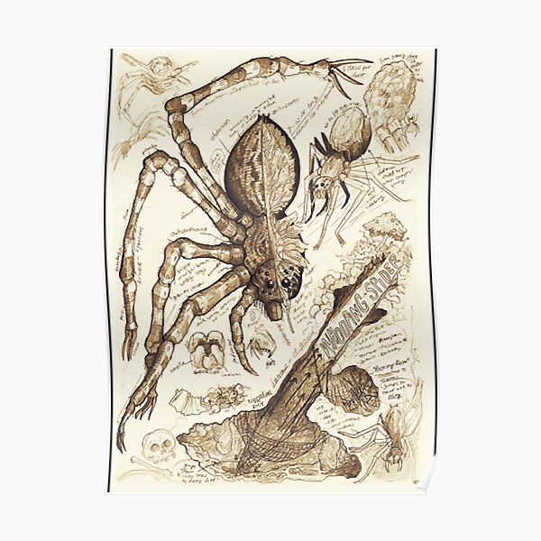 "Whooping Spider Anatomy Study " Poster for Sale by JenniferHa6776 ...