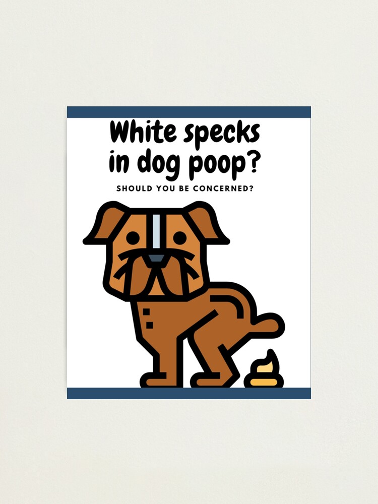 Lámina fotográfica «Perro caca divertido, caca de perros, caca de perro ...