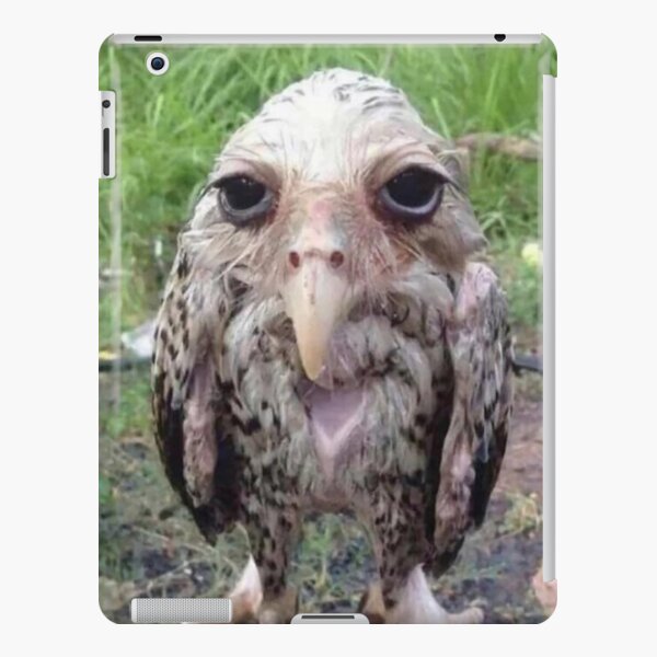 Wet Owl Meme Ipad Case And Skin For Sale By Kaizen Hush Redbubble
