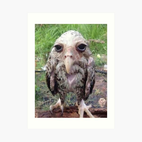 "Wet Owl Meme" Art Print for Sale by KaiZen-Hush | Redbubble