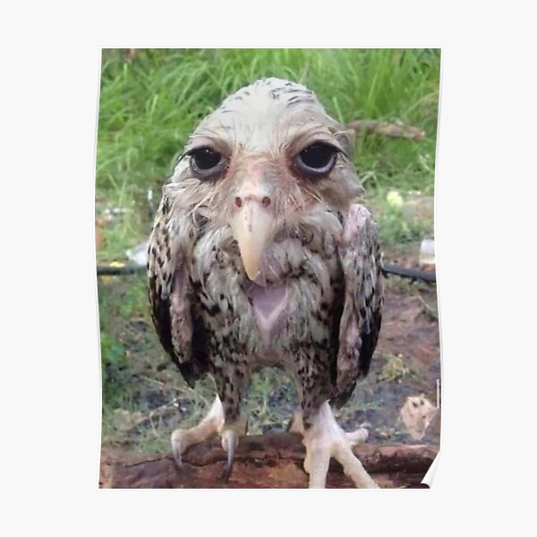 Póster «Meme Búho Mojado» de KaiZen-Hush | Redbubble