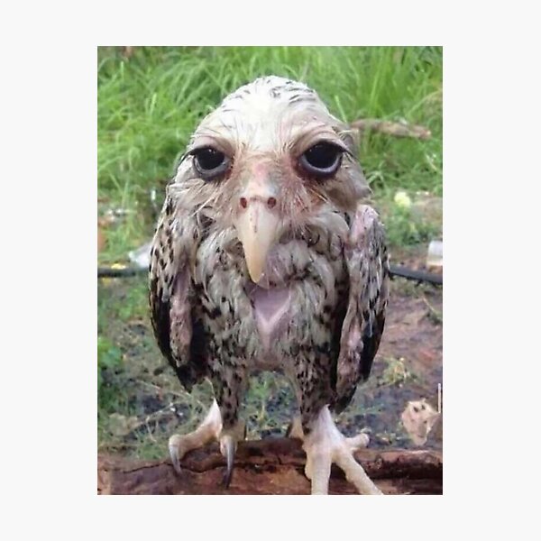 "Wet Owl Meme" Photographic Print for Sale by KaiZen-Hush | Redbubble
