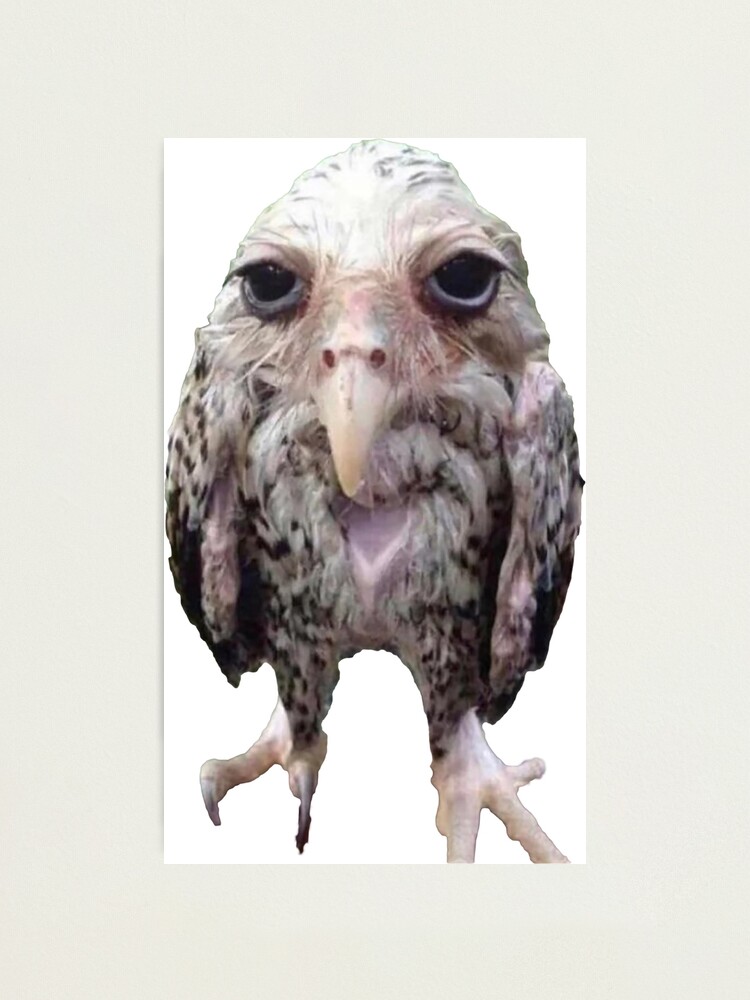 "Wet Owl Meme" Photographic Print for Sale by KaiZen-Hush | Redbubble