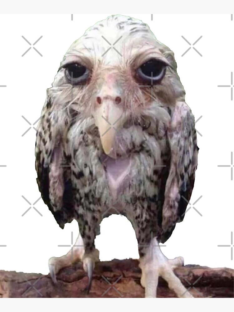 "Wet Owl Meme" Art Print for Sale by KaiZen-Hush | Redbubble