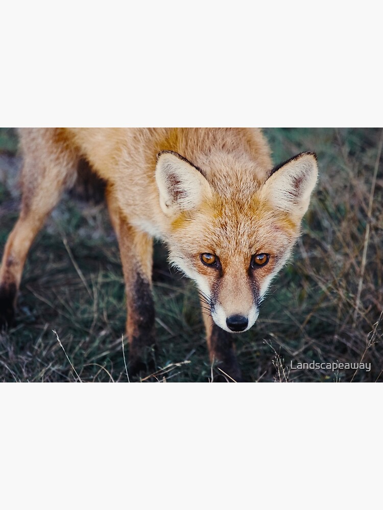 "Fox theme art" Poster for Sale by Landscapeaway | Redbubble