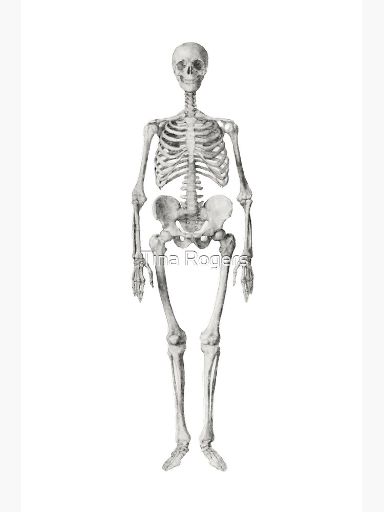 "Forward facing skeleton" Poster for Sale by rogt4 | Redbubble