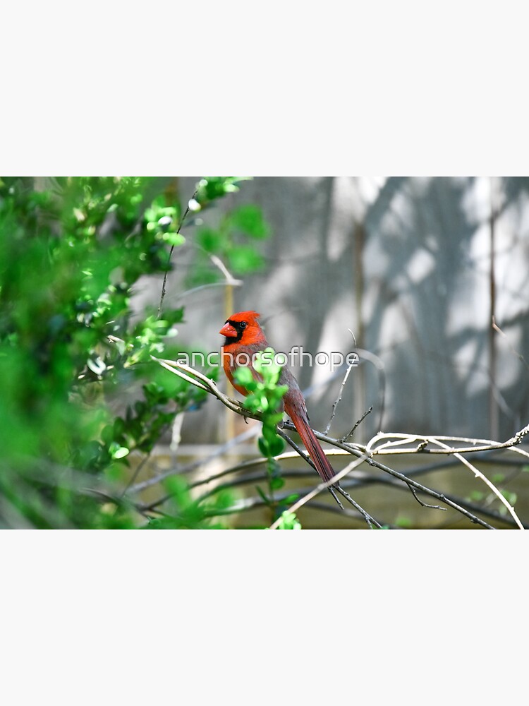 "Backyard Friend" Sticker by anchorsofhope | Redbubble