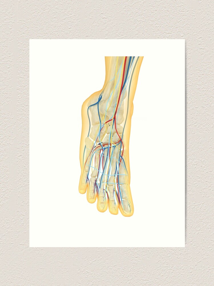 "Human foot with nervous system, lymphatic system and circulatory ...