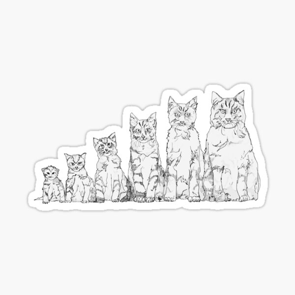 "cat's life from birth to old age" Sticker by Aymanejed | Redbubble