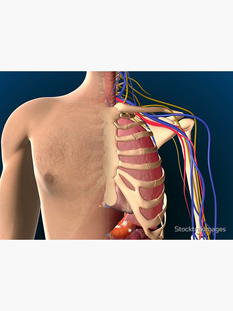 Male Chest Anatomy Art