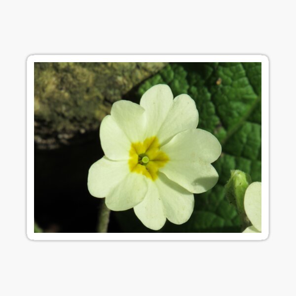 "Primrose" Sticker by eleanordodson | Redbubble