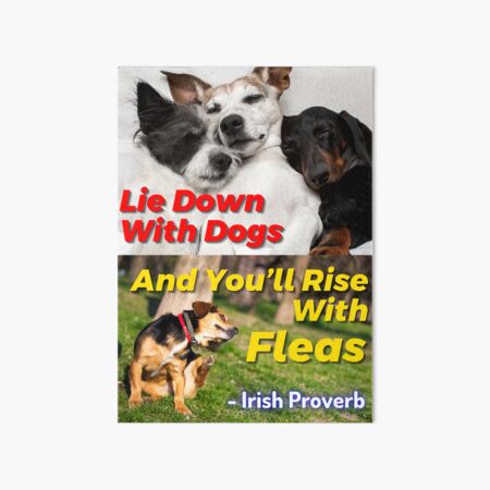 "Irish Proverb - Lie Down With Dog And You'll Rise With Fleas" Art ...