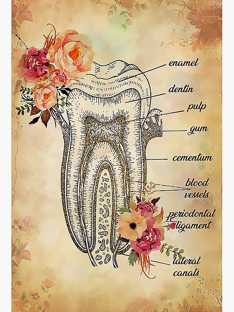 "Vintage Tooth Anatomy Dentist" Art Board Print for Sale by ...