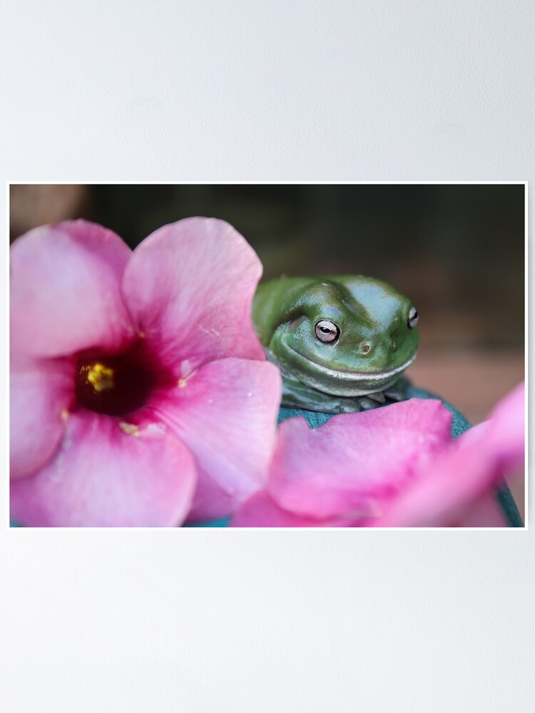 "Green Tree Frog" Poster for Sale by ppddesigns | Redbubble