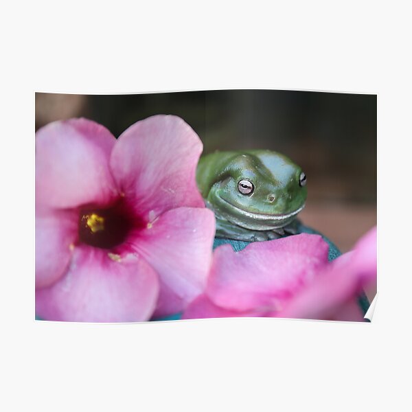 "Green Tree Frog" Poster for Sale by ppddesigns | Redbubble